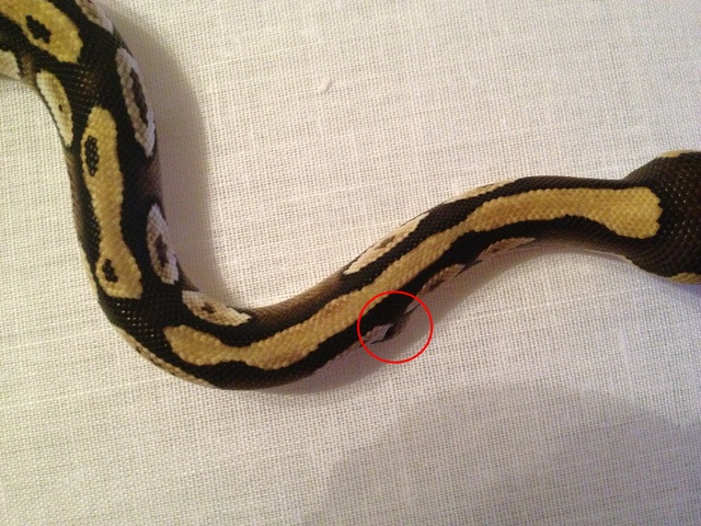 Help: Ball Python has a blister? | Reptile Forums