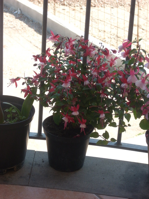 Fuchsia sau Cercelus - Plante